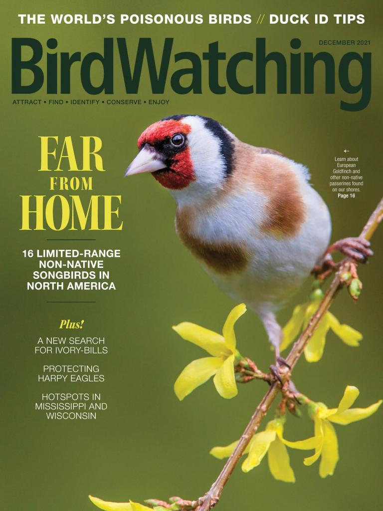 Birdwatching Magazine | TopMags