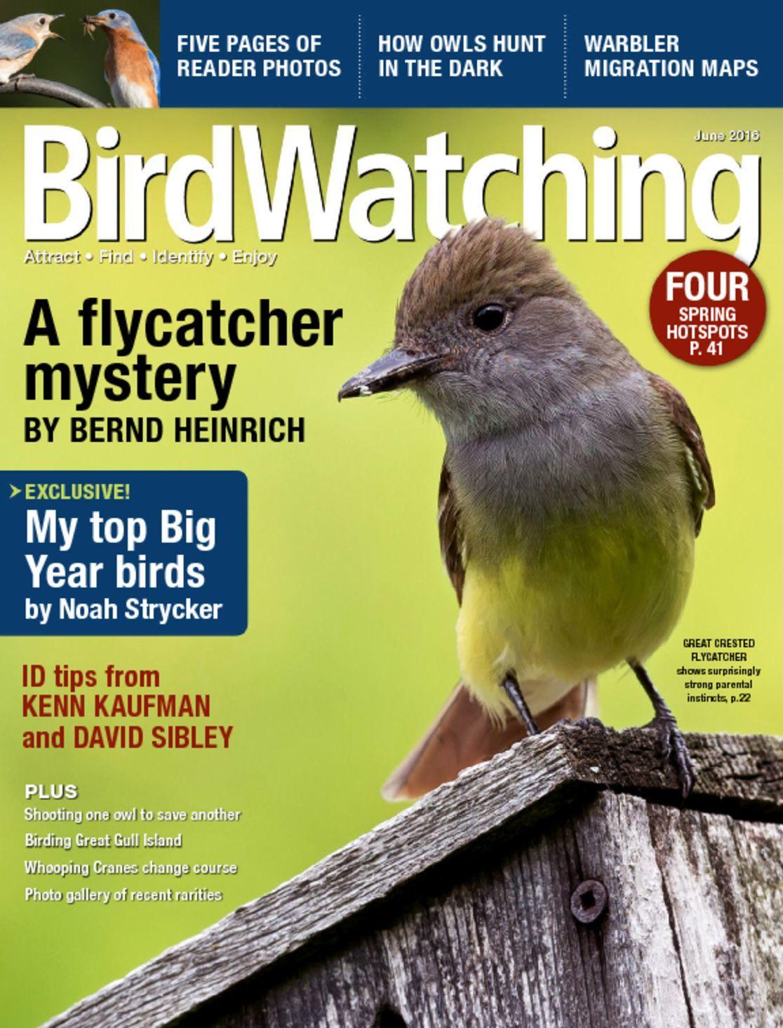 Birdwatching Magazine | TopMags