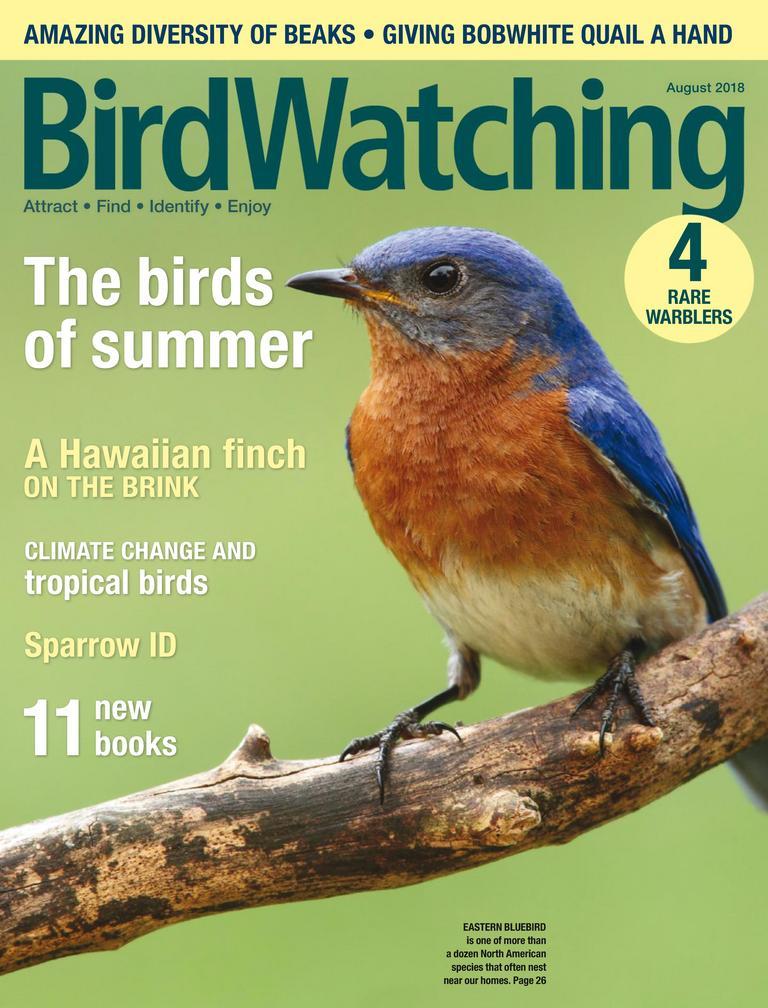 Birdwatching Magazine | TopMags