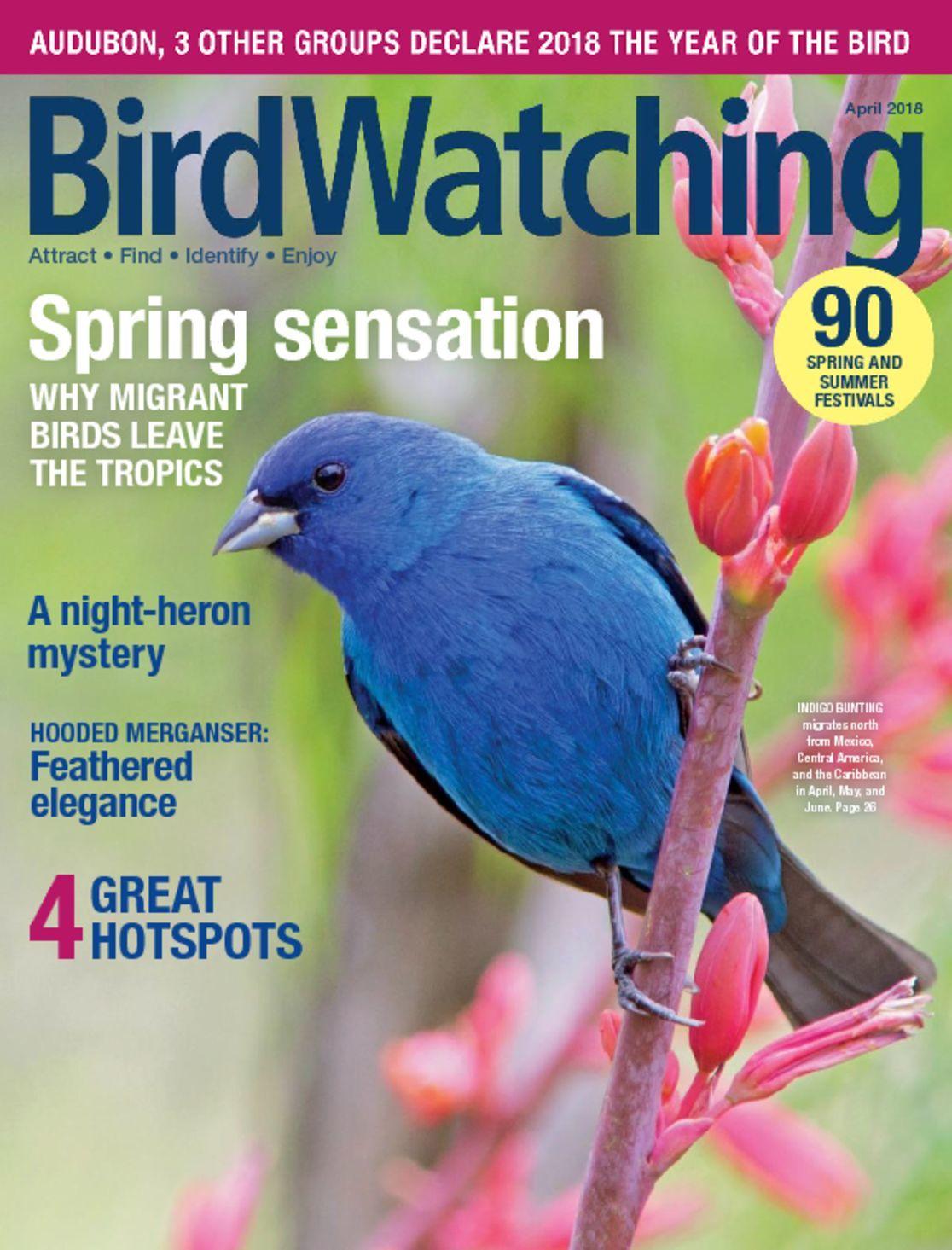 Birdwatching Magazine | TopMags